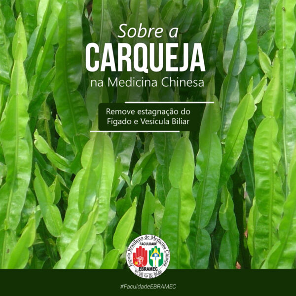 Dica de Erva Brasileira na Fitoterapia: A Carqueja - EBRAMEC